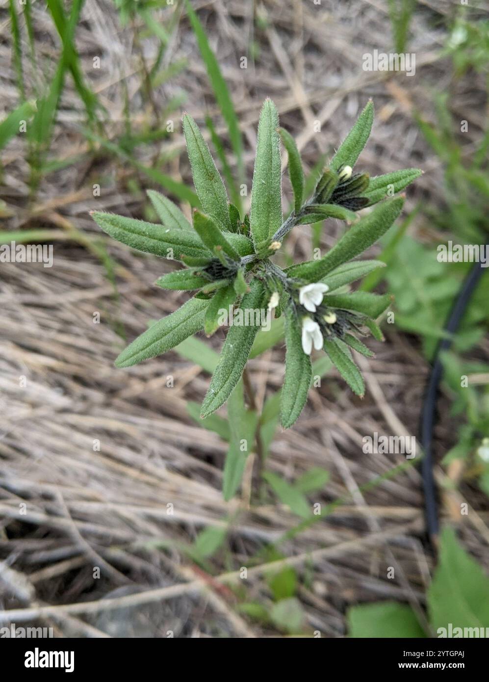 corn gromwell (Buglossoides arvensis Stock Photo - Alamy
