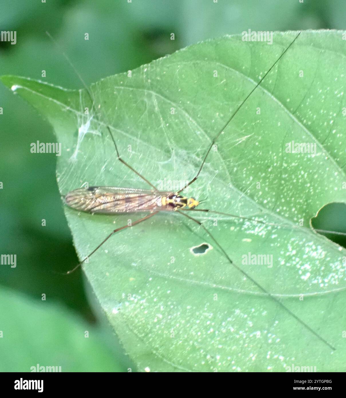 Tiger Crane Flies (Nephrotoma Stock Photo - Alamy