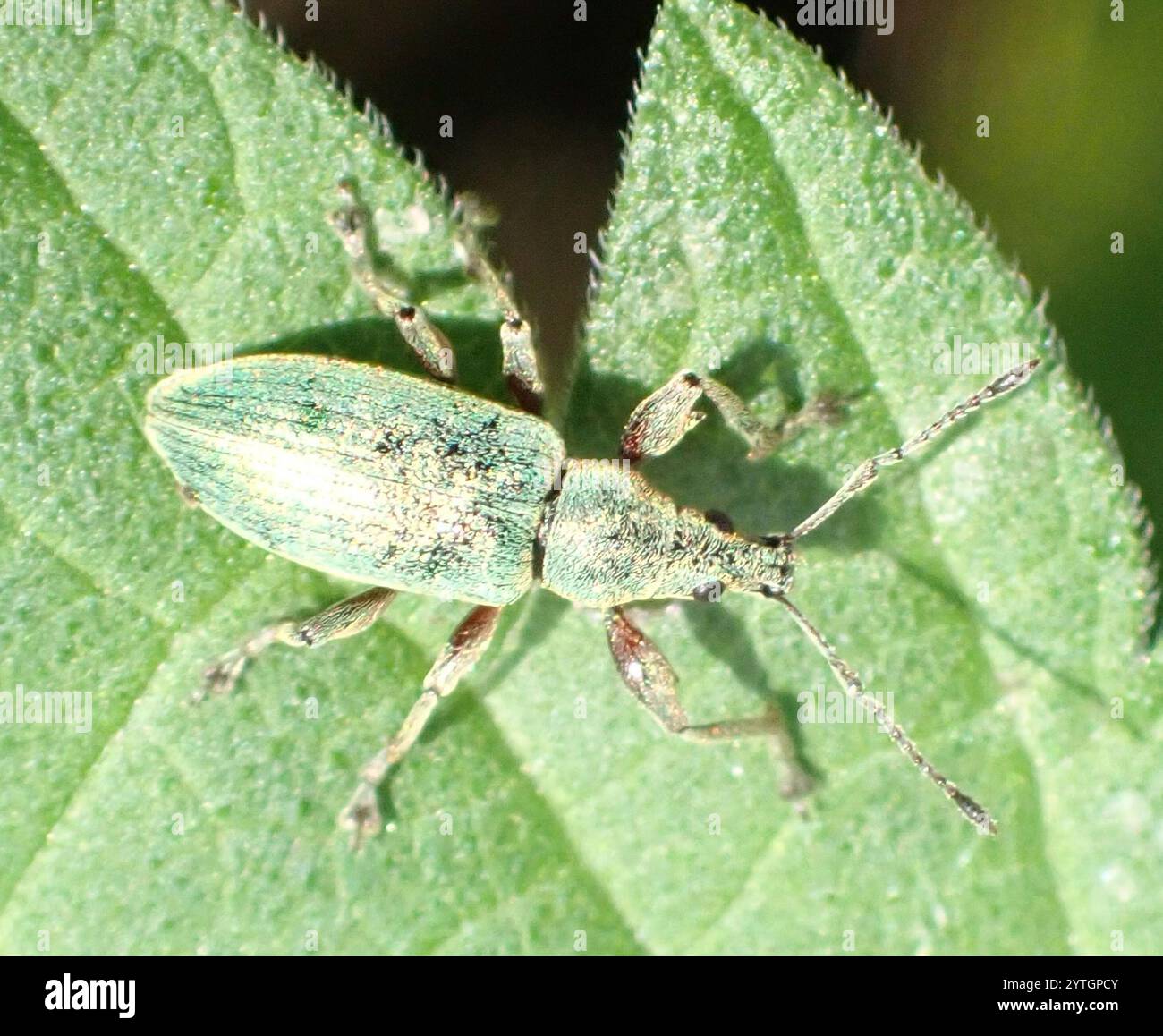Nettle weevil (Phyllobius pomaceus Stock Photo - Alamy