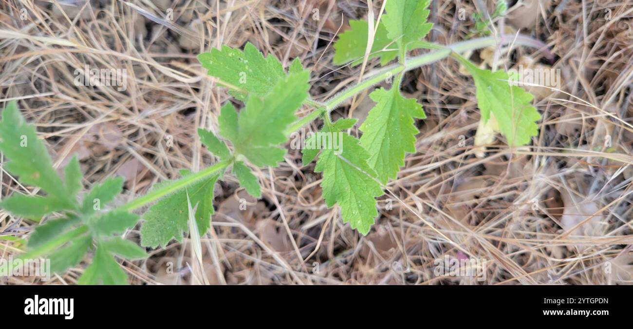 western vervain (Verbena lasiostachys Stock Photo - Alamy