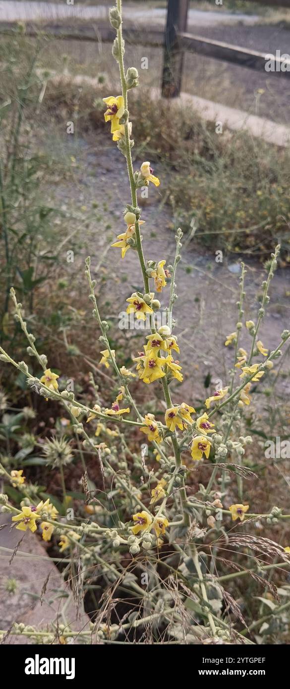 Mullein verbascum sinuatum hi-res stock photography and images - Alamy