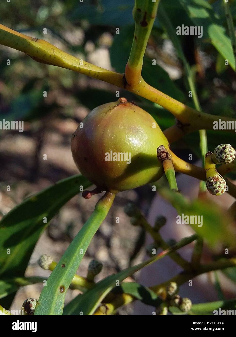 Golden Wattle Gall Wasp (Trichilogaster signiventris Stock Photo - Alamy