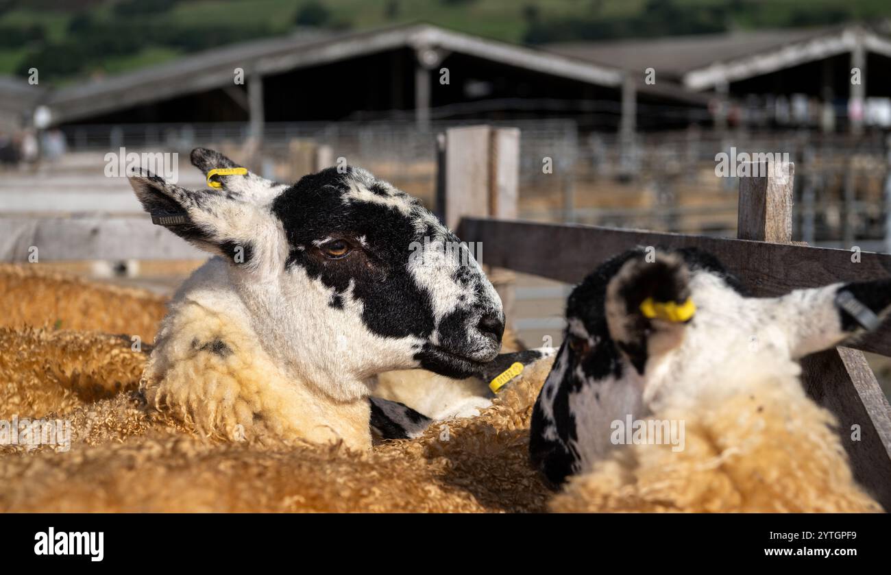 Sale of North of England mule gimmer lambs at Hawes, North Yorkshire ...