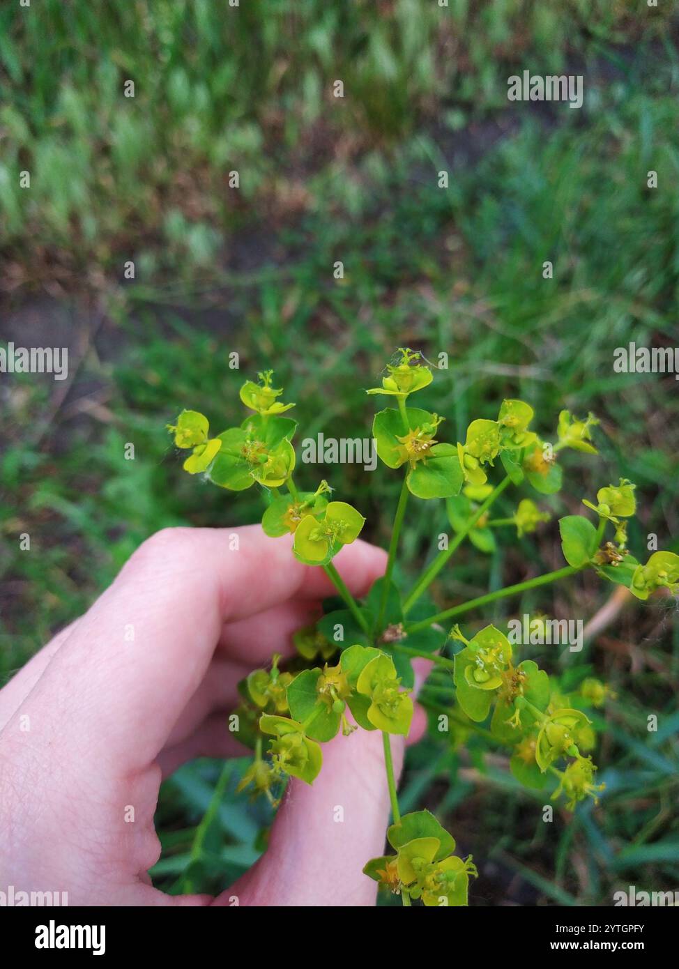 Slender Leafy Spurge (Euphorbia virgata Stock Photo - Alamy