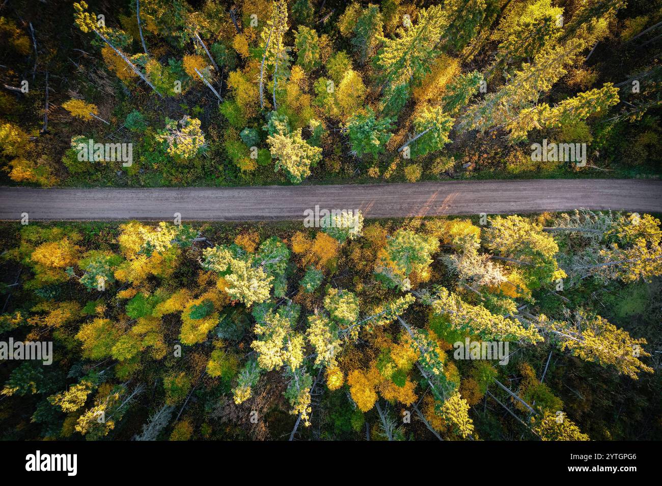 A forest with trees in various stages of fall. The leaves are yellow ...