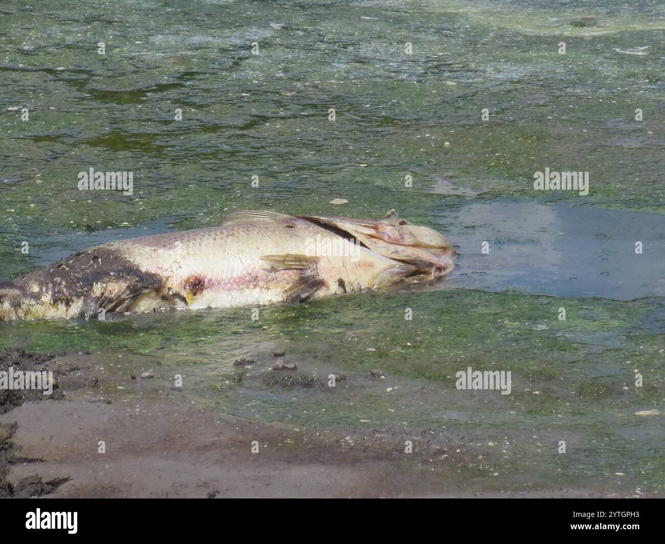 Ray-finned Fishes (Actinopterygii Stock Photo - Alamy