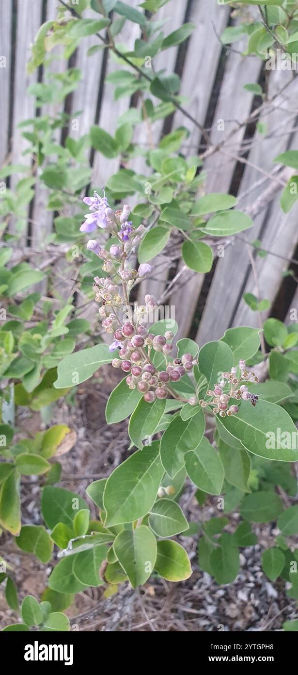 simpleleaf chastetree (Vitex trifolia Stock Photo - Alamy