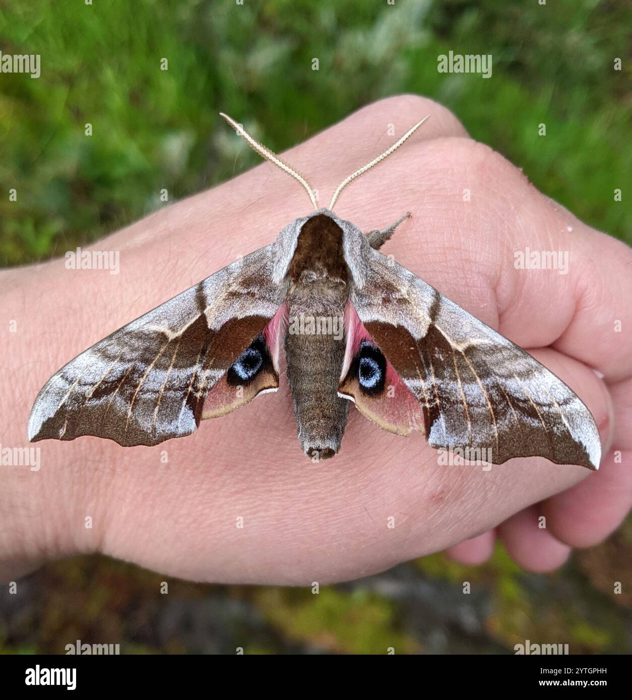 Western Eyed Sphinx (Smerinthus ophthalmica Stock Photo - Alamy