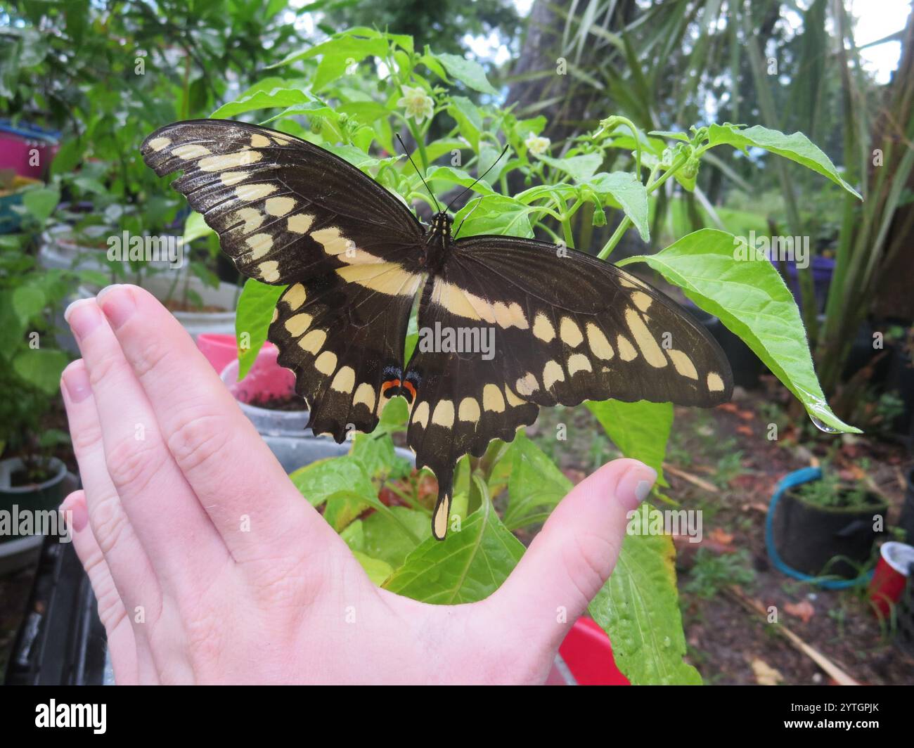 Eastern Giant Swallowtail (Heraclides cresphontes Stock Photo - Alamy