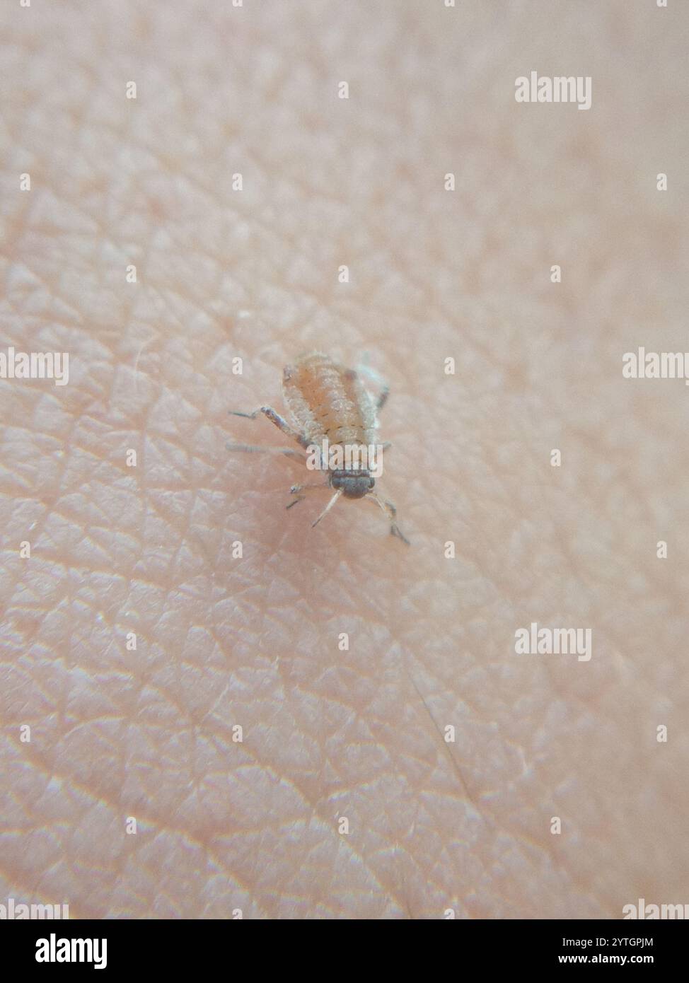 Giant Conifer Aphids (Cinara Stock Photo - Alamy