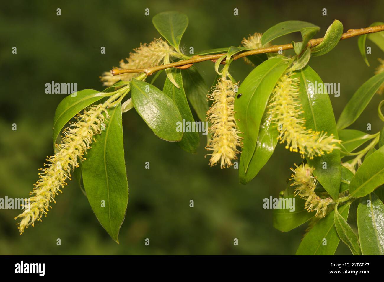 hybrid crack willow (Salix × fragilis Stock Photo - Alamy