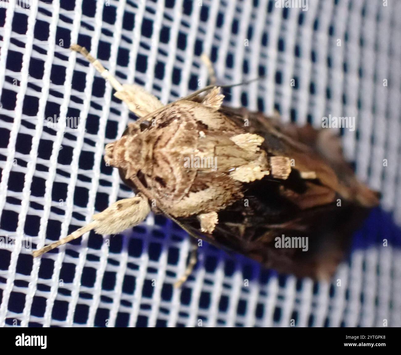 Mediterranean Brocade (Spodoptera littoralis Stock Photo - Alamy