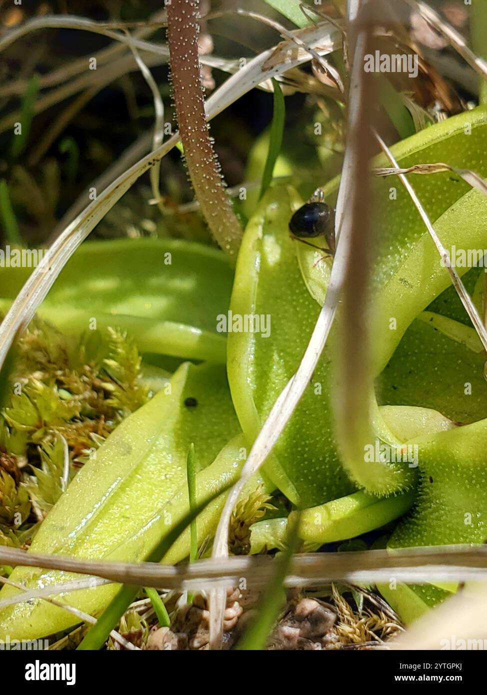 Common Butterwort (Pinguicula vulgaris Stock Photo - Alamy