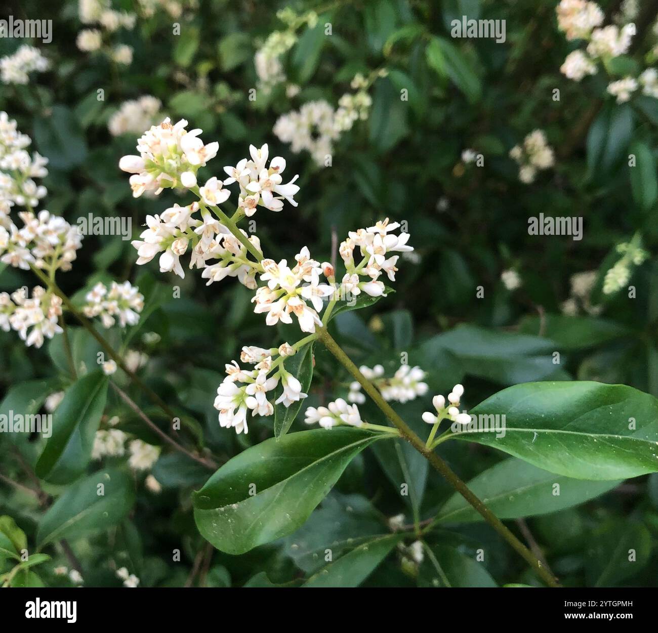 Common Privet (Ligustrum vulgare Stock Photo - Alamy