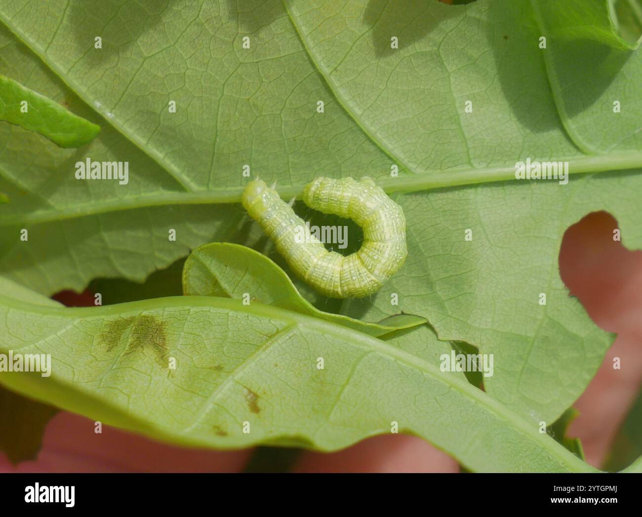 Geometer Moths (Geometridae Stock Photo - Alamy