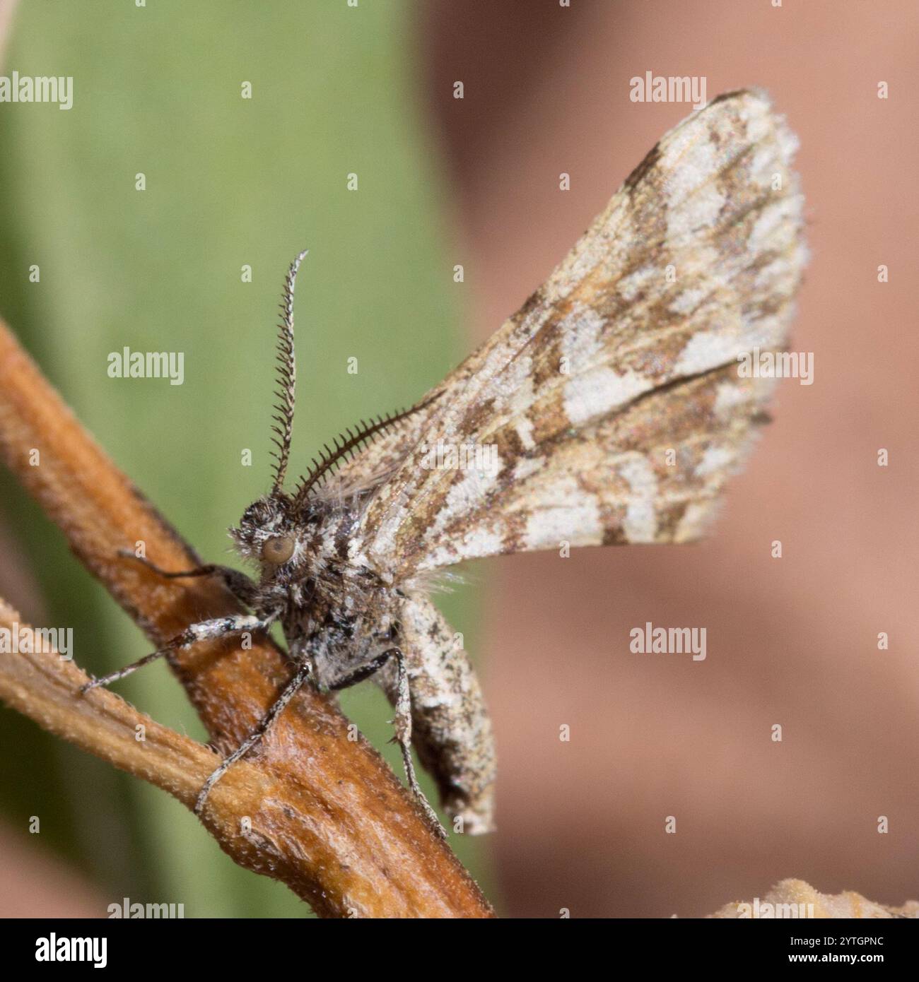 Geometer Moths (Geometridae Stock Photo - Alamy