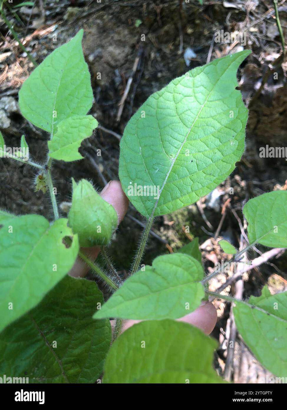 Physalis heterophylla hi-res stock photography and images - Alamy