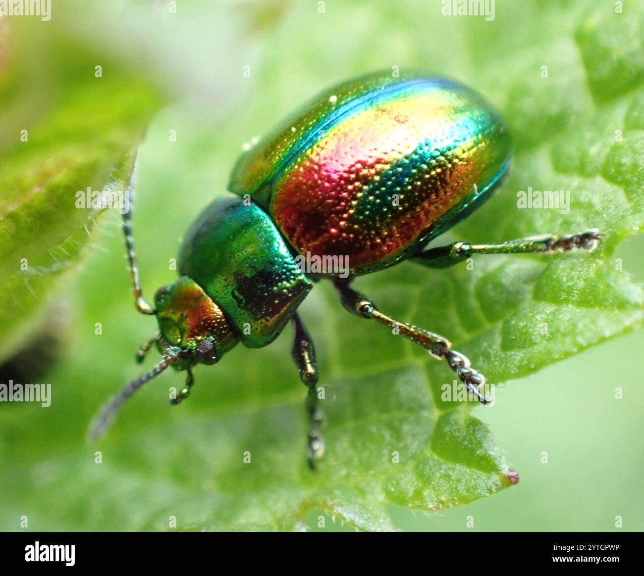 Dead-nettle Leaf Beetle (Fasta fastuosa Stock Photo - Alamy