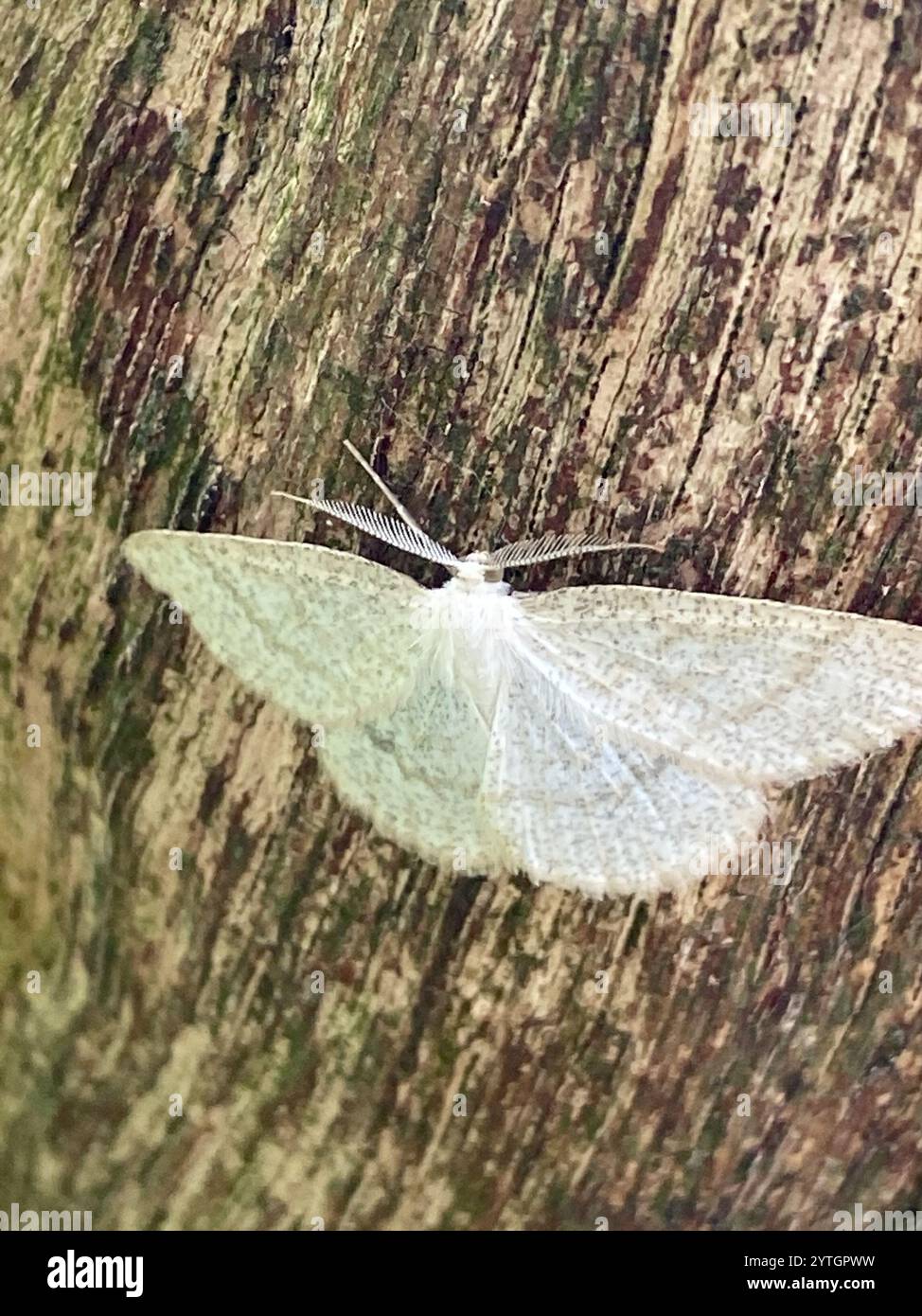 Northern Wave Moth (Cabera exanthemata Stock Photo - Alamy