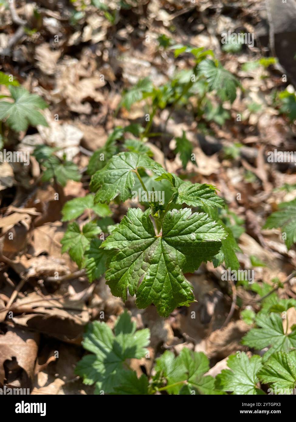 Ribes glandulosum hi-res stock photography and images - Alamy