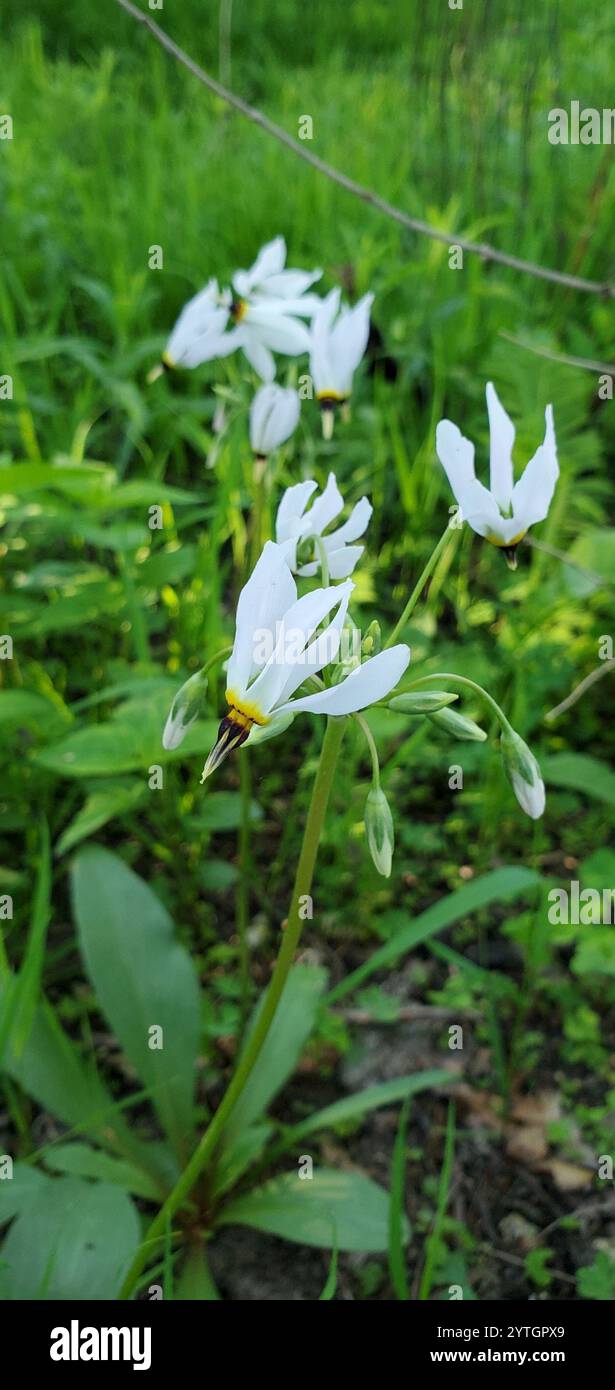 eastern shooting star (Primula meadia Stock Photo - Alamy