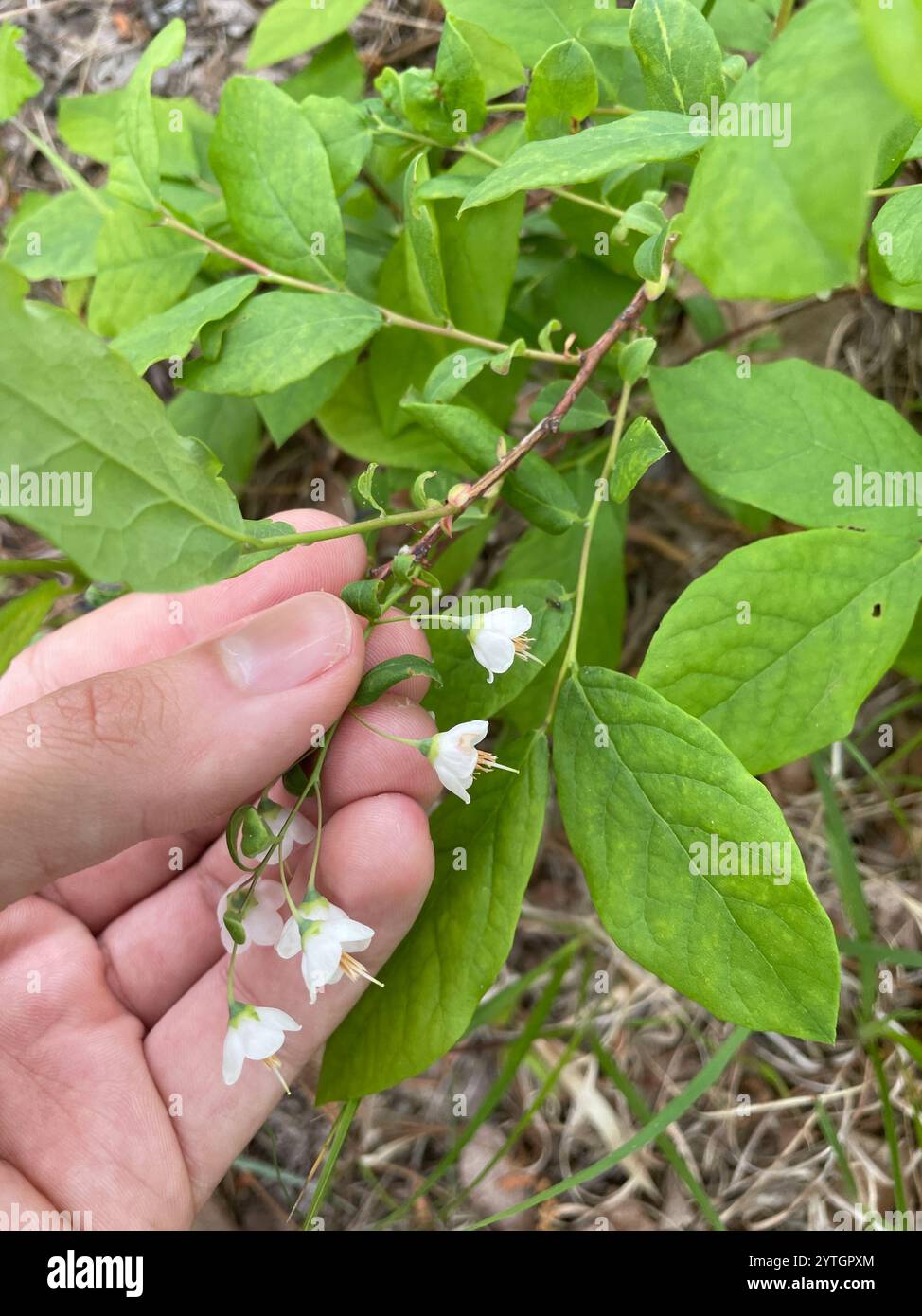 Deerberry hi-res stock photography and images - Alamy