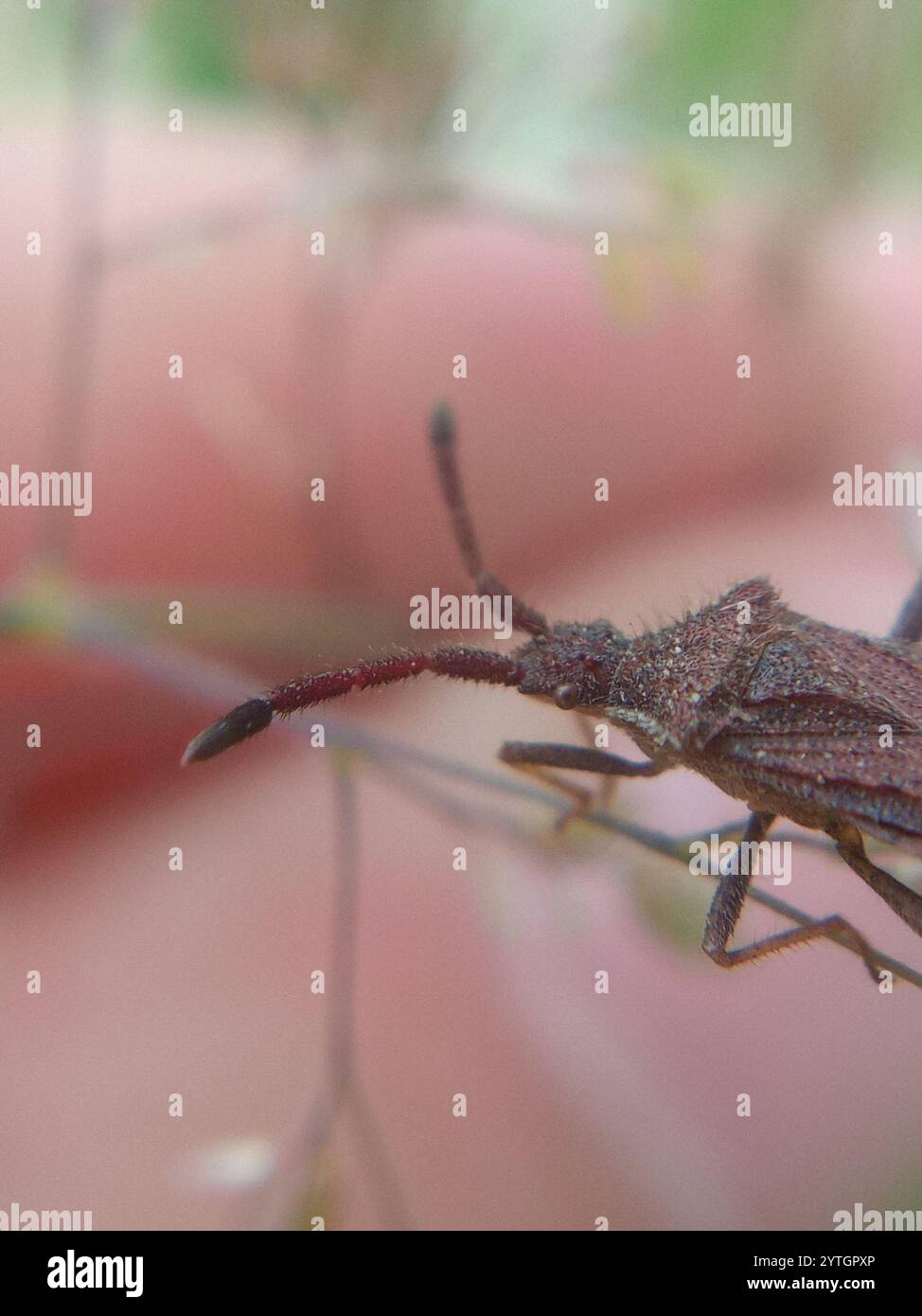 Denticulate leatherbug hi-res stock photography and images - Alamy