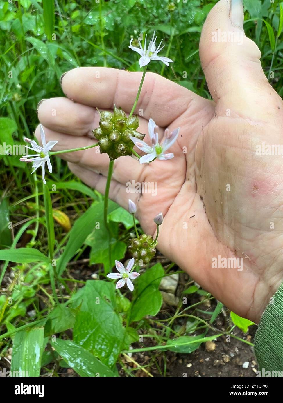 Canadian Meadow garlic (Allium canadense Stock Photo - Alamy