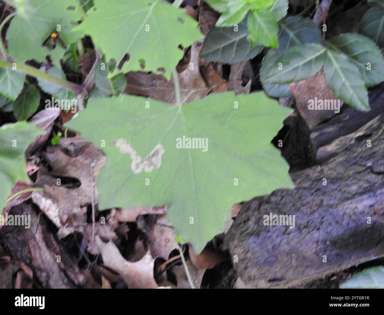 Winged and Once-winged Insects (Pterygota Stock Photo - Alamy