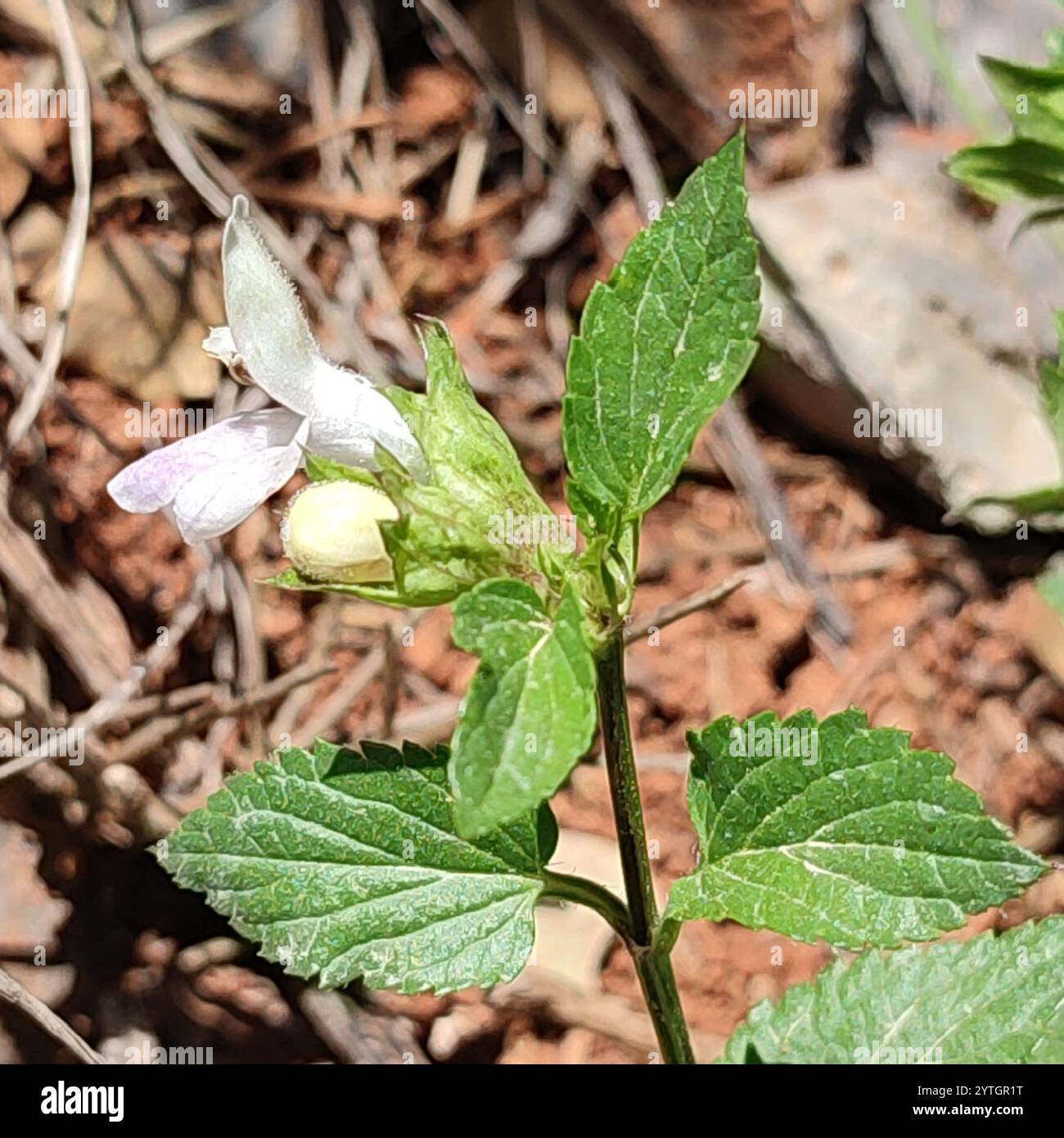 Prasium hi-res stock photography and images - Alamy