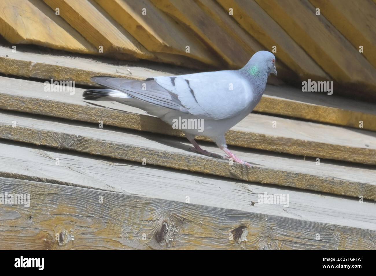 Hill Pigeon (Columba rupestris Stock Photo - Alamy