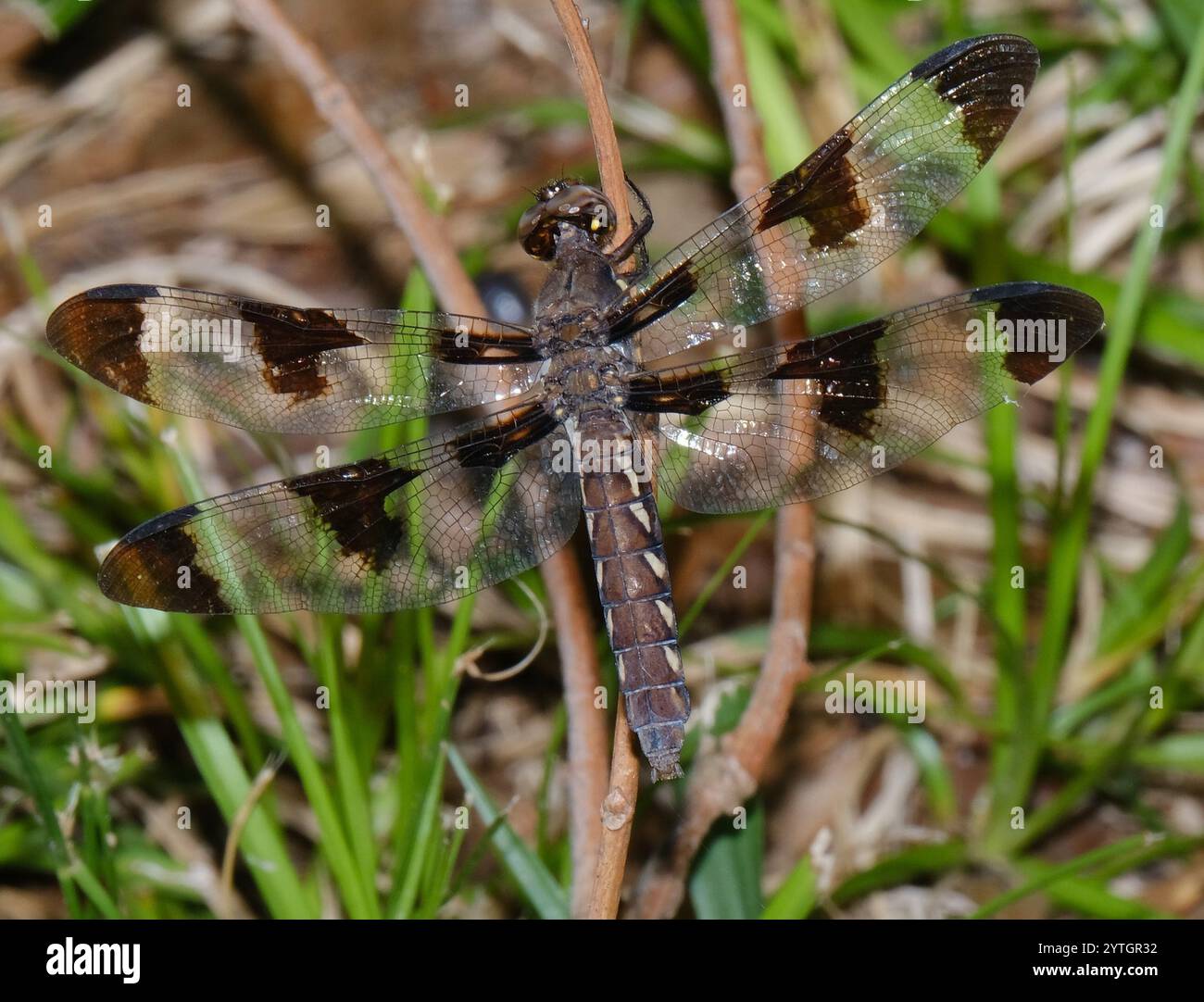 Common Whitetail (Plathemis lydia Stock Photo - Alamy