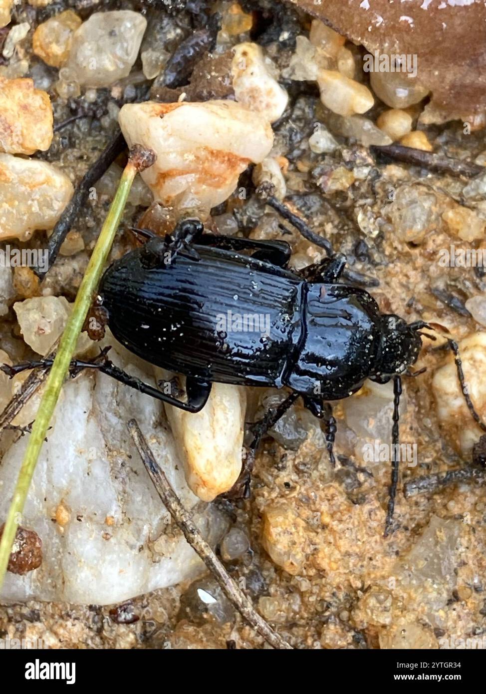 Abax parallelepipedus hi-res stock photography and images - Alamy