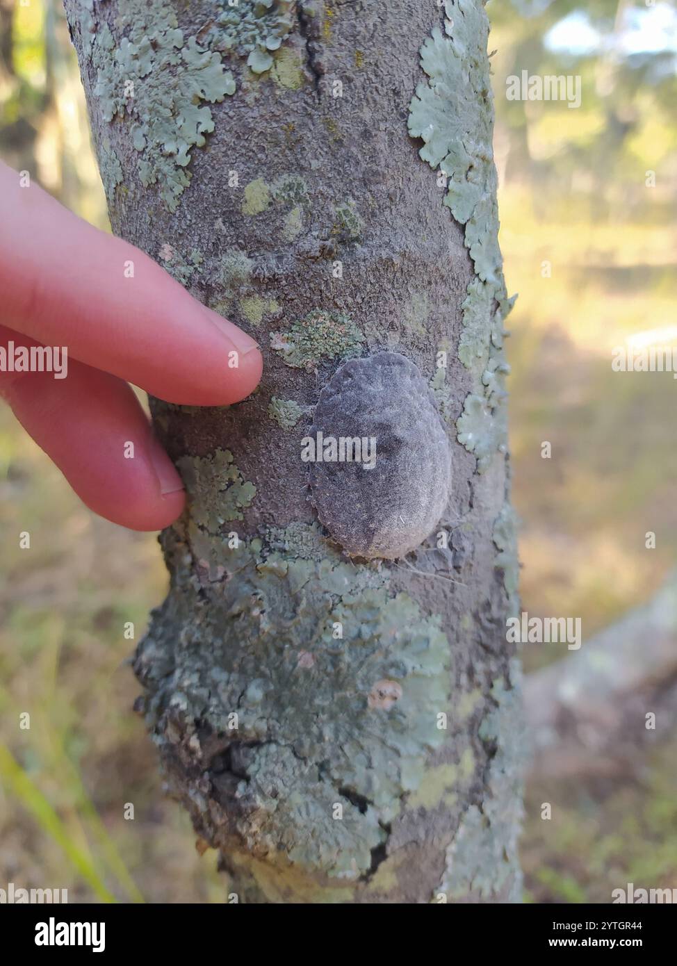 Giant Scale Insects (Monophlebidae Stock Photo - Alamy