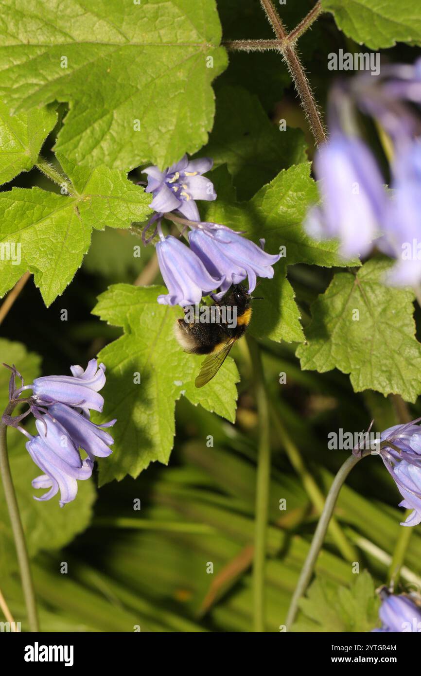 Garden Bumble Bee (Bombus hortorum Stock Photo - Alamy