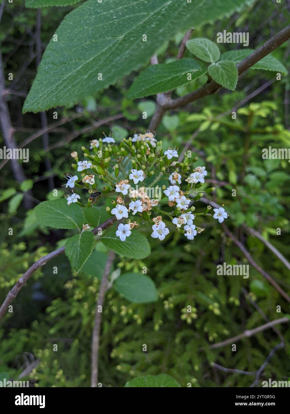 Wayfaring-tree (Viburnum lantana Stock Photo - Alamy