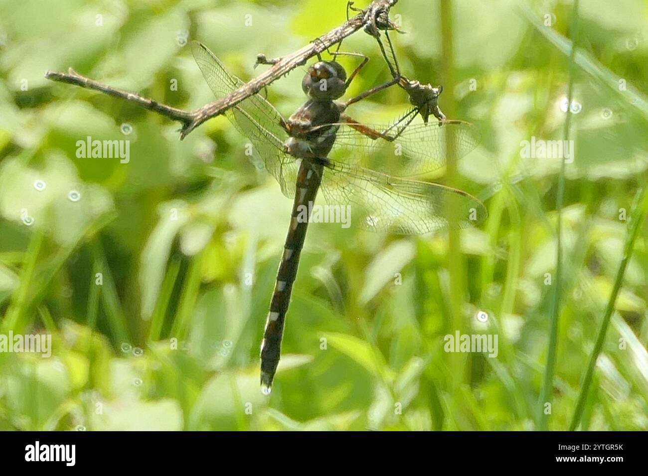 Stream Cruiser (Didymops transversa Stock Photo - Alamy