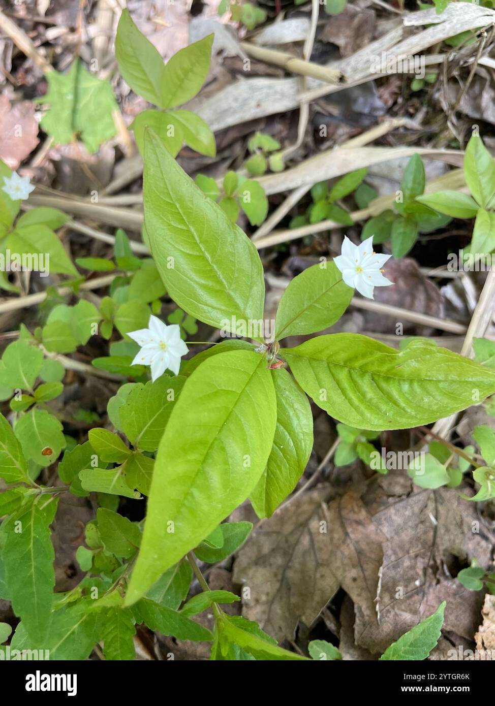 northern starflower (Lysimachia borealis Stock Photo - Alamy