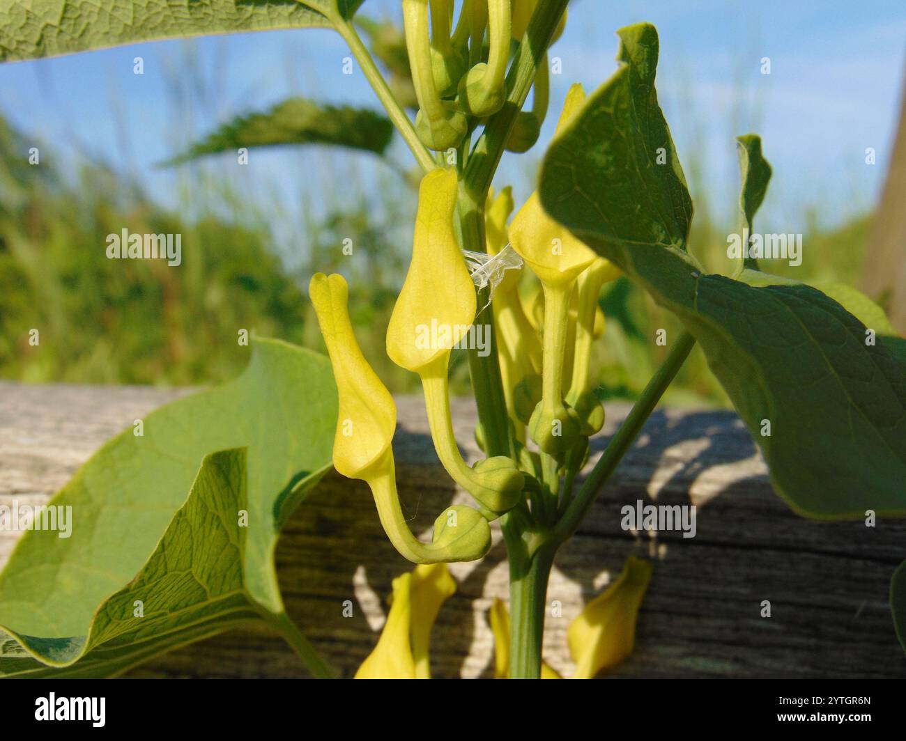 Birthwort (Aristolochia clematitis Stock Photo - Alamy