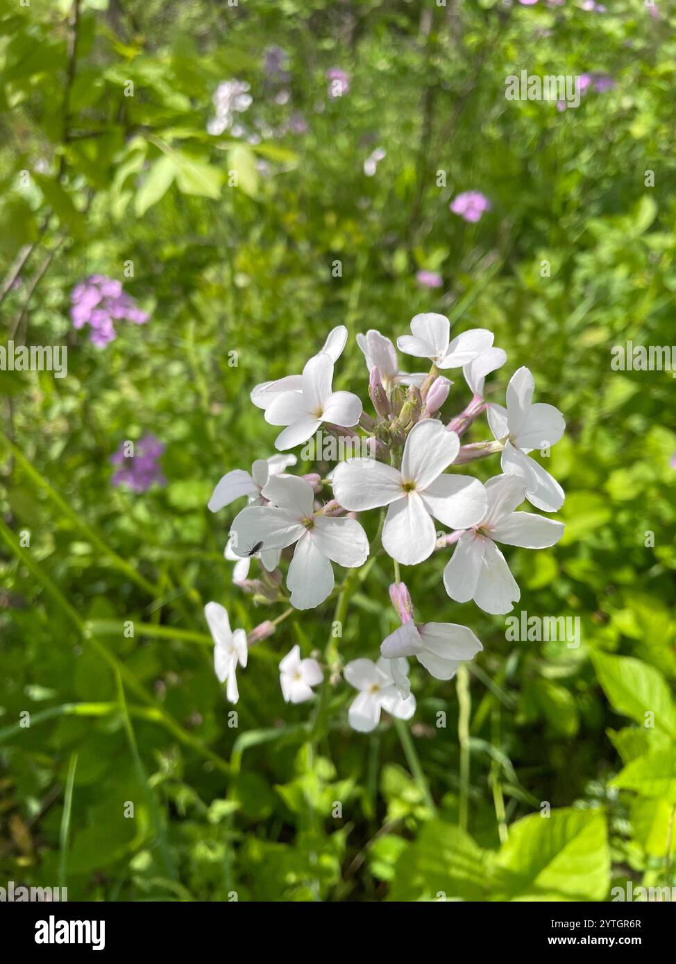 dame's rocket (Hesperis matronalis Stock Photo - Alamy