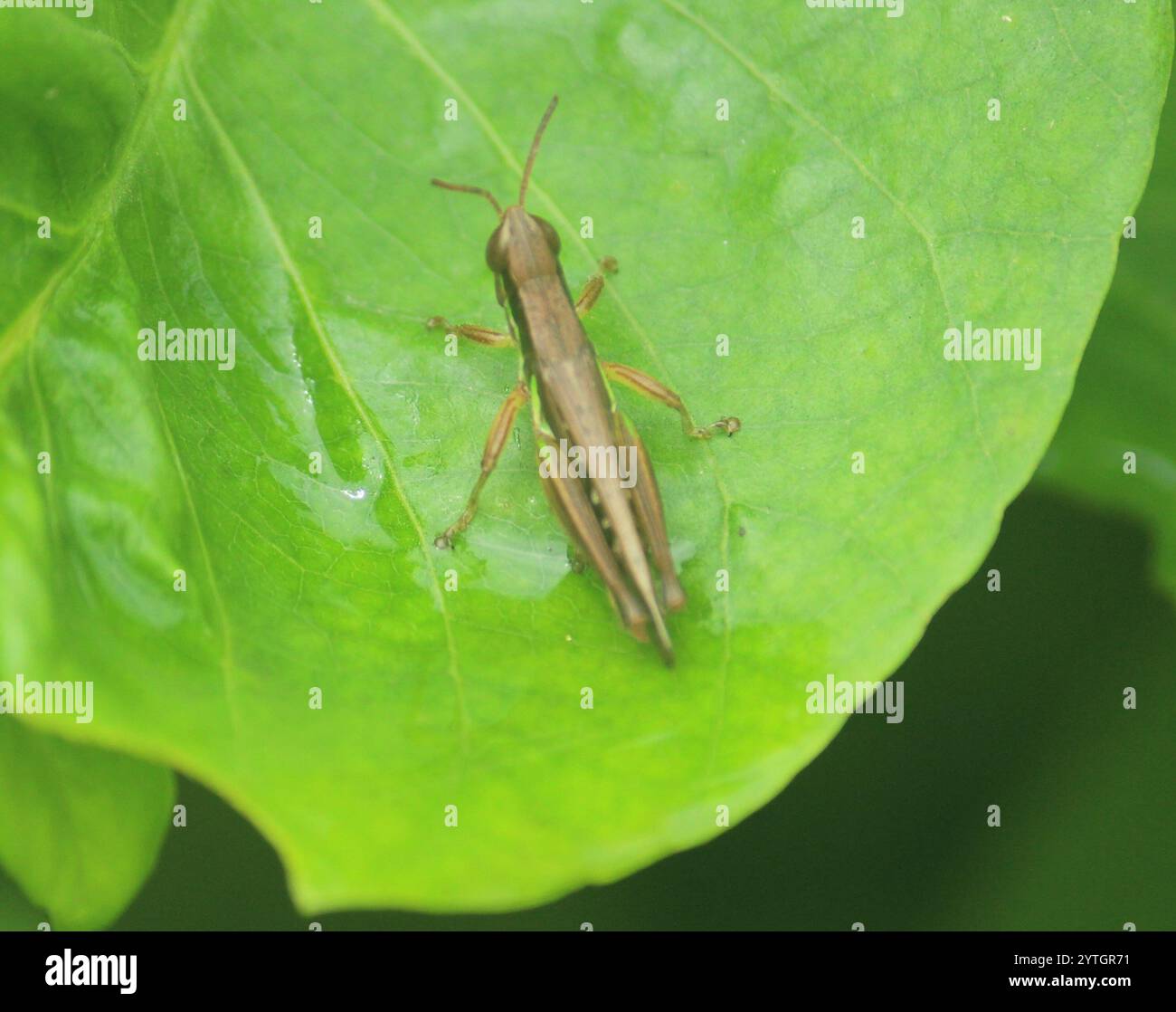 Short-horned Grasshoppers (Acrididae Stock Photo - Alamy