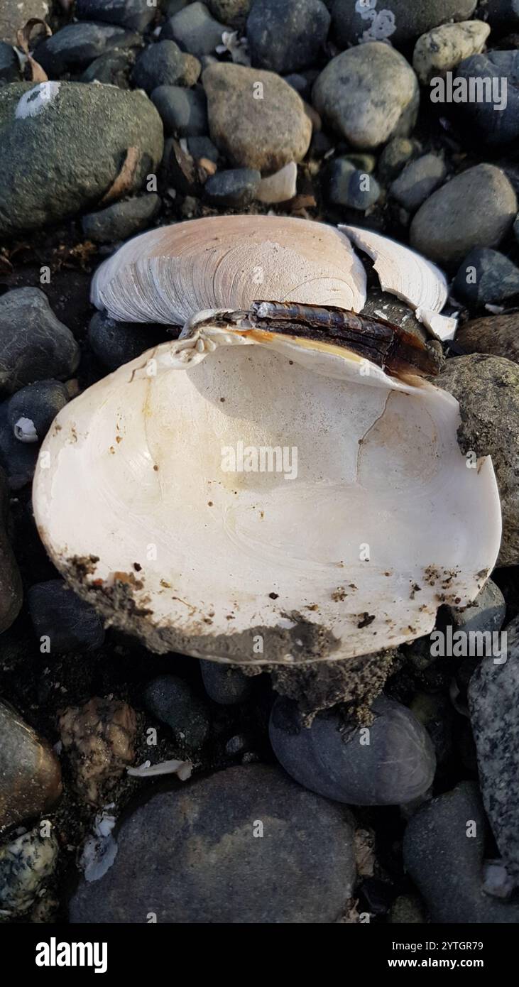Butter Clam (Saxidomus gigantea Stock Photo - Alamy