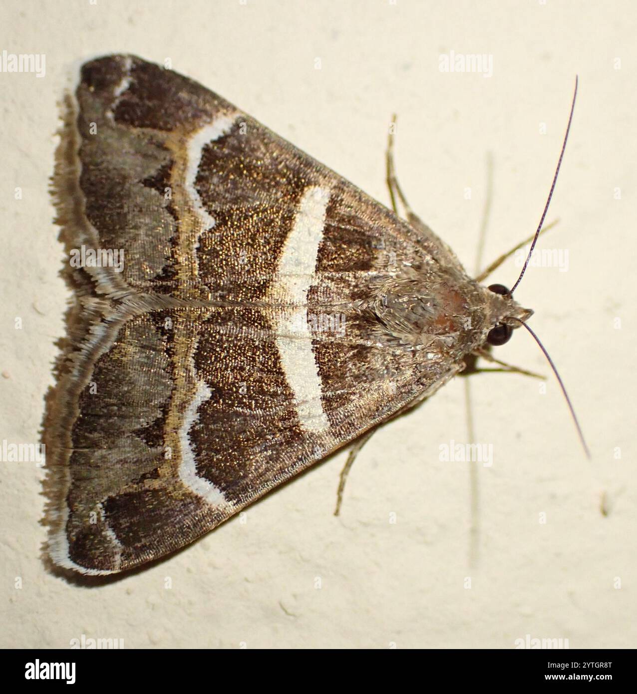 Geometrician hi-res stock photography and images - Alamy