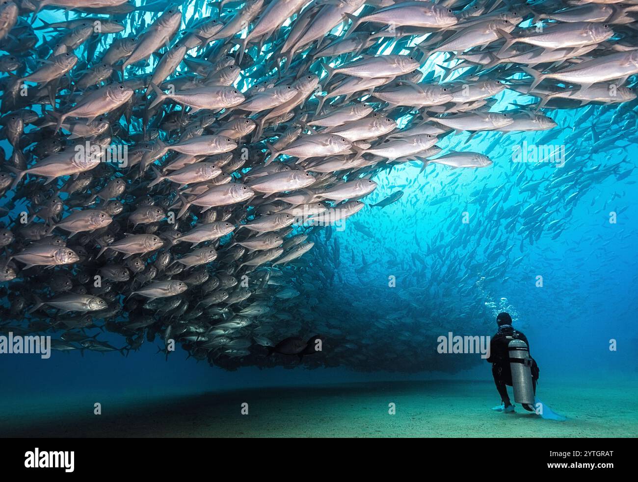 Jack fish hi-res stock photography and images - Alamy