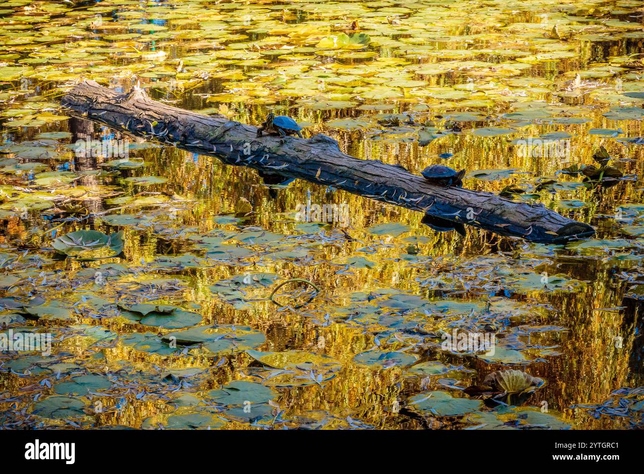 A log is floating in a pond with a few turtles on it. The pond is full ...