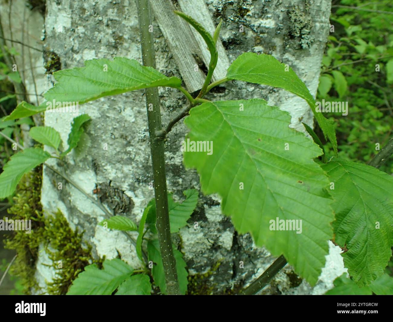 Red Alder (Alnus rubra Stock Photo - Alamy