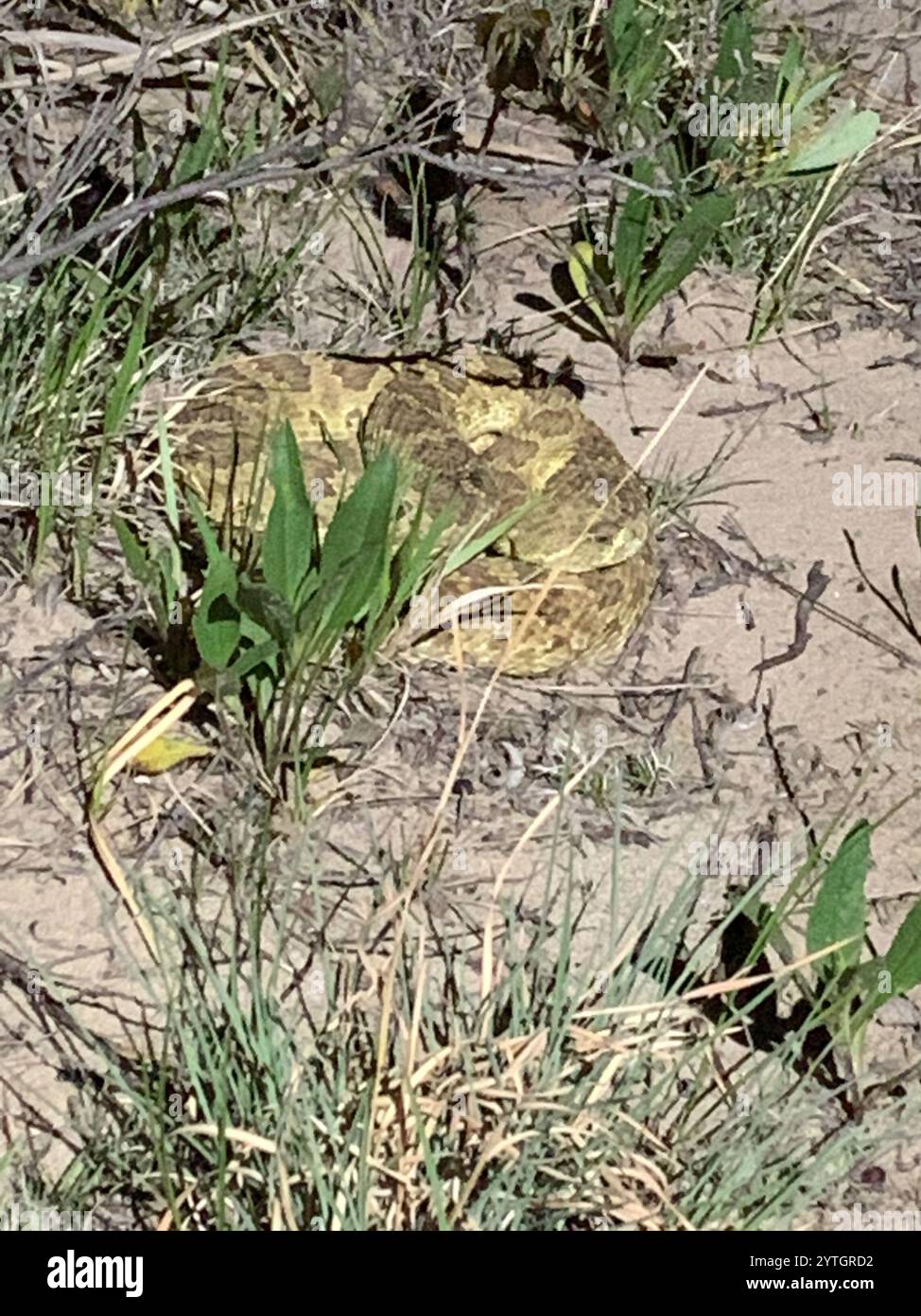 Prairie Rattlesnake (Crotalus viridis Stock Photo - Alamy