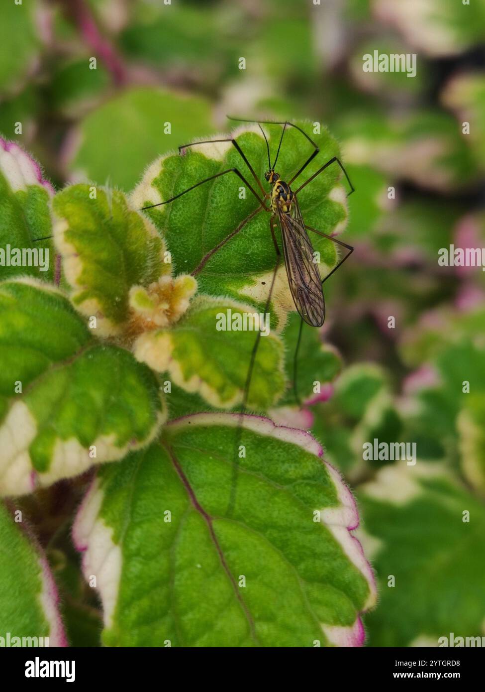 Spotted Cranefly (Nephrotoma appendiculata Stock Photo - Alamy