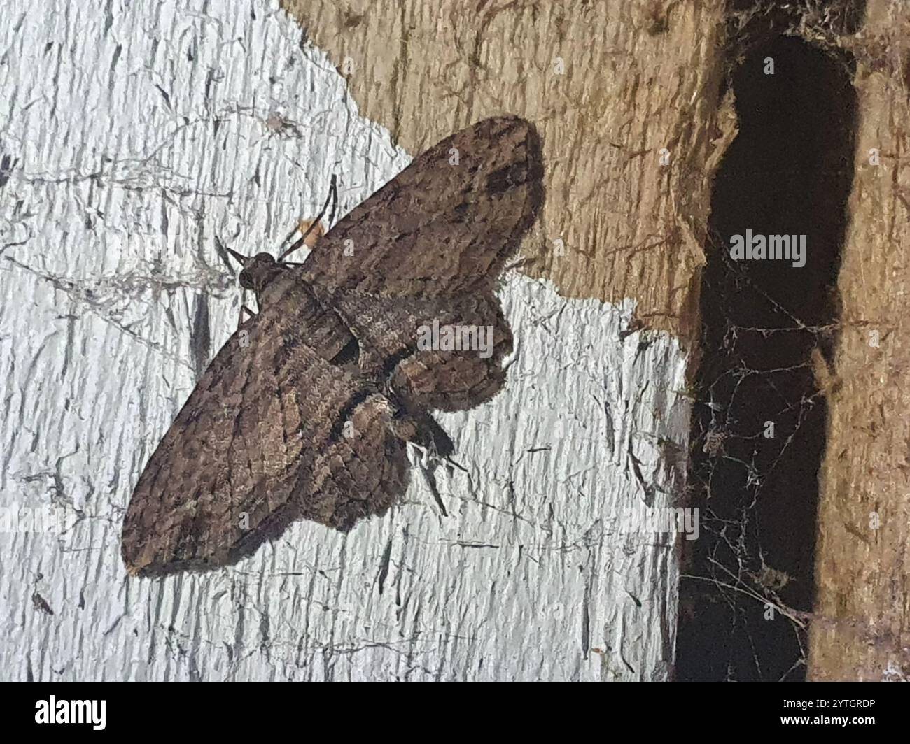 Australian Pug Moth (Chloroclystis filata Stock Photo - Alamy