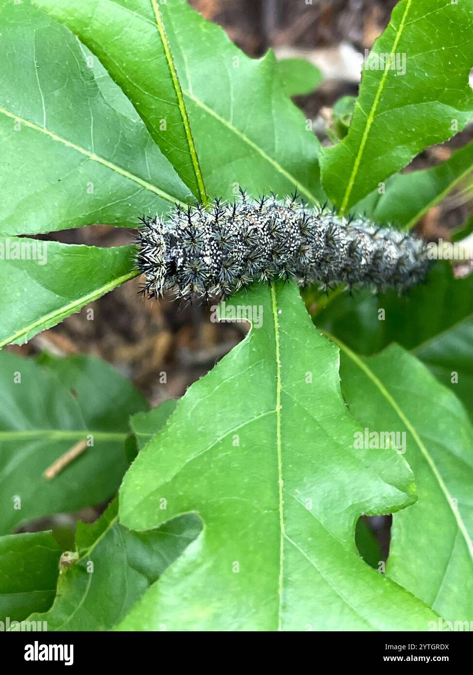 Grote's buckmoth (Hemileuca grotei Stock Photo - Alamy